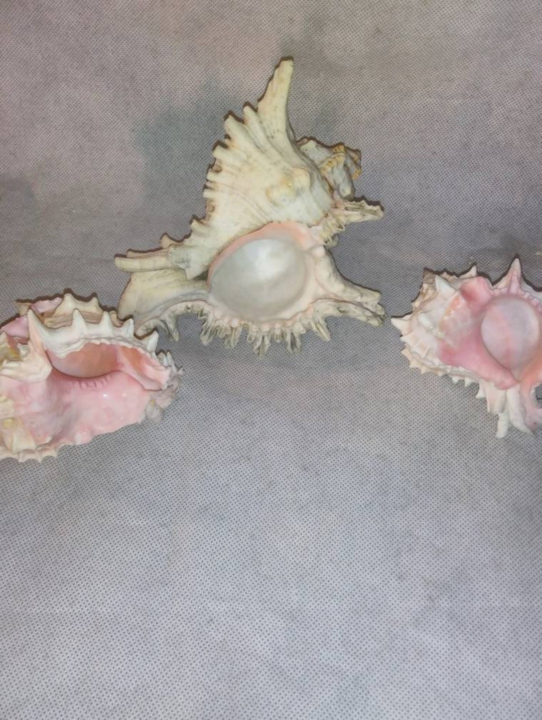 Vintage Real Gorgeous, Quirky Sea Shells Set of Three Spiky Exotic ...