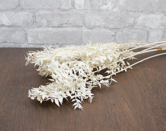 White Ruscus - Etsy