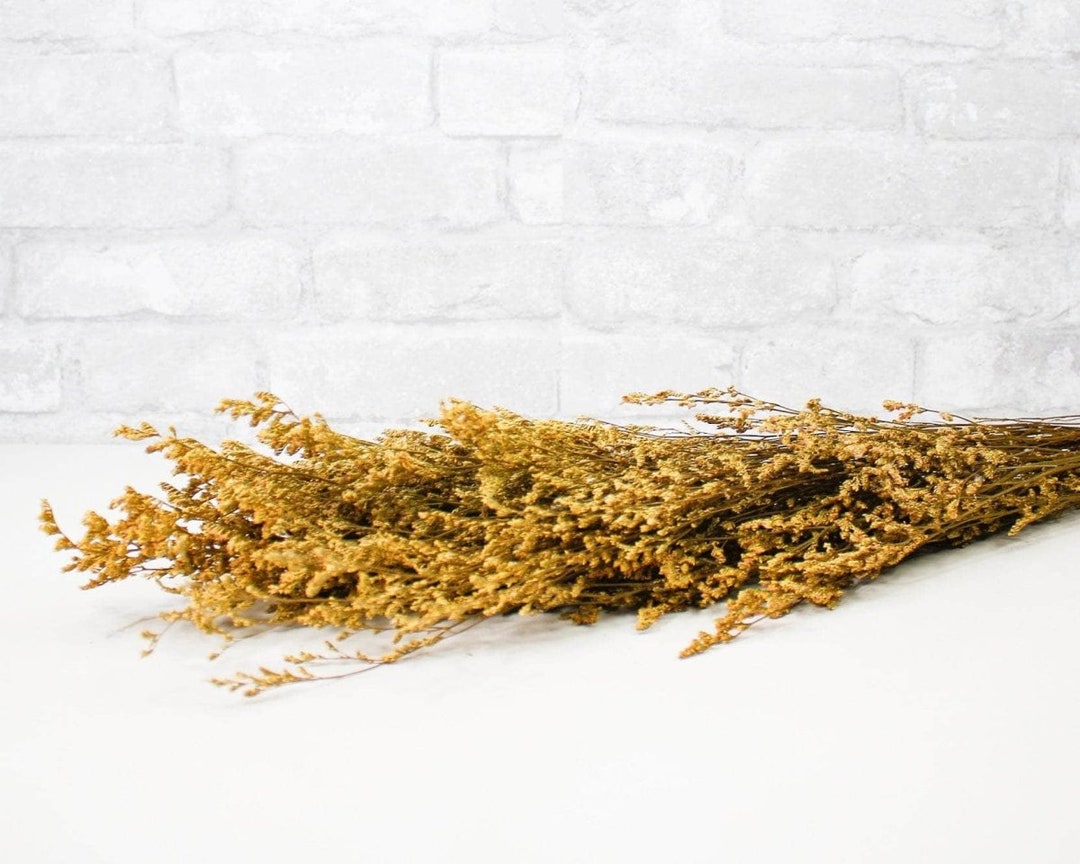 Preserved Caspia Yellow - Etsy