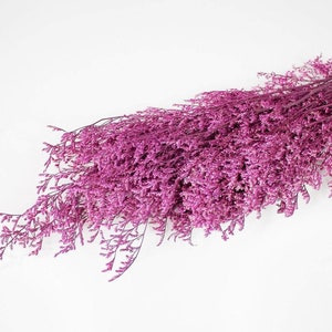 Preserved Caspia Pink - Etsy