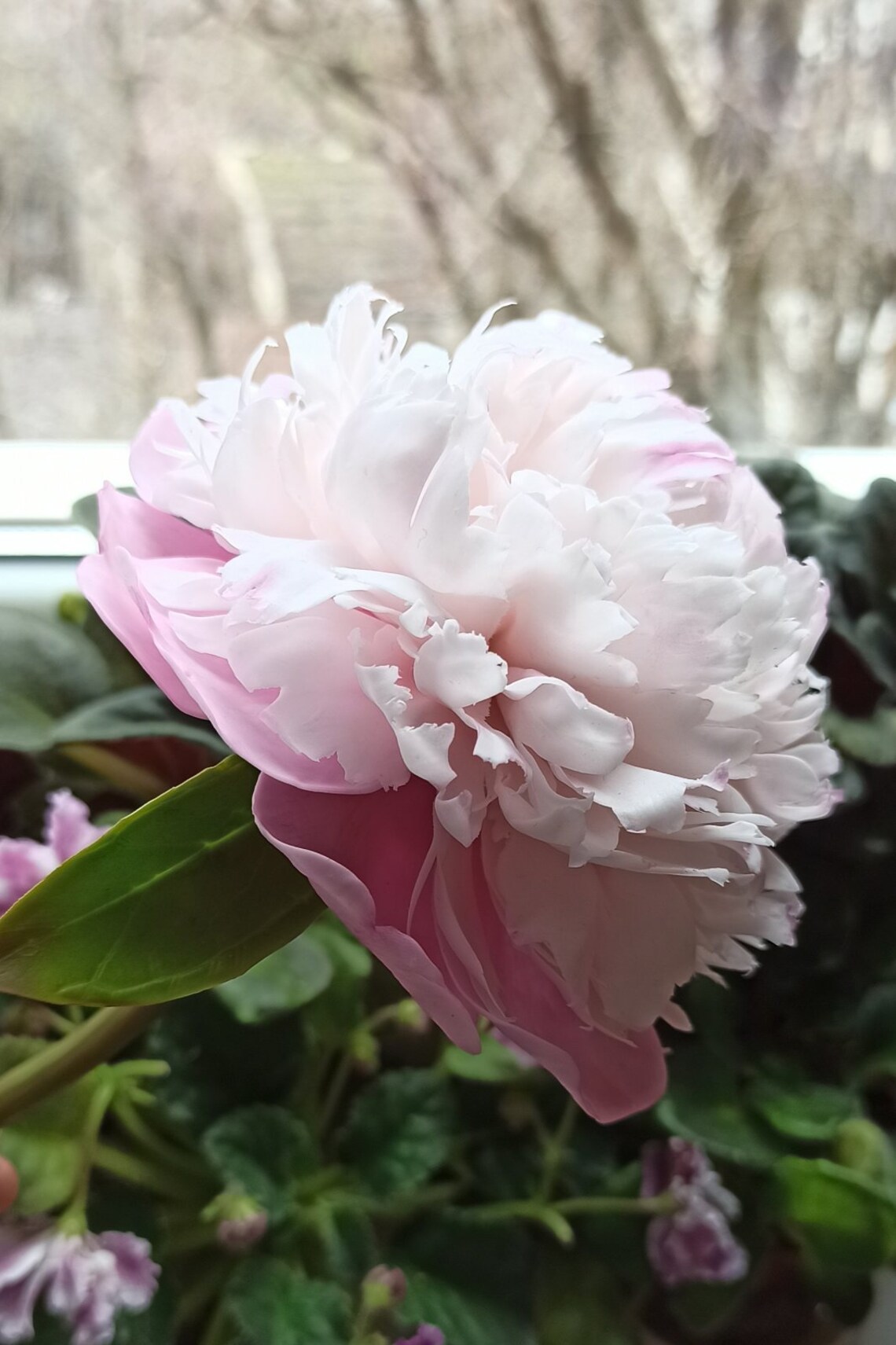 Peony. Peony branch. Real touch flower. Clay peony. Spring | Etsy