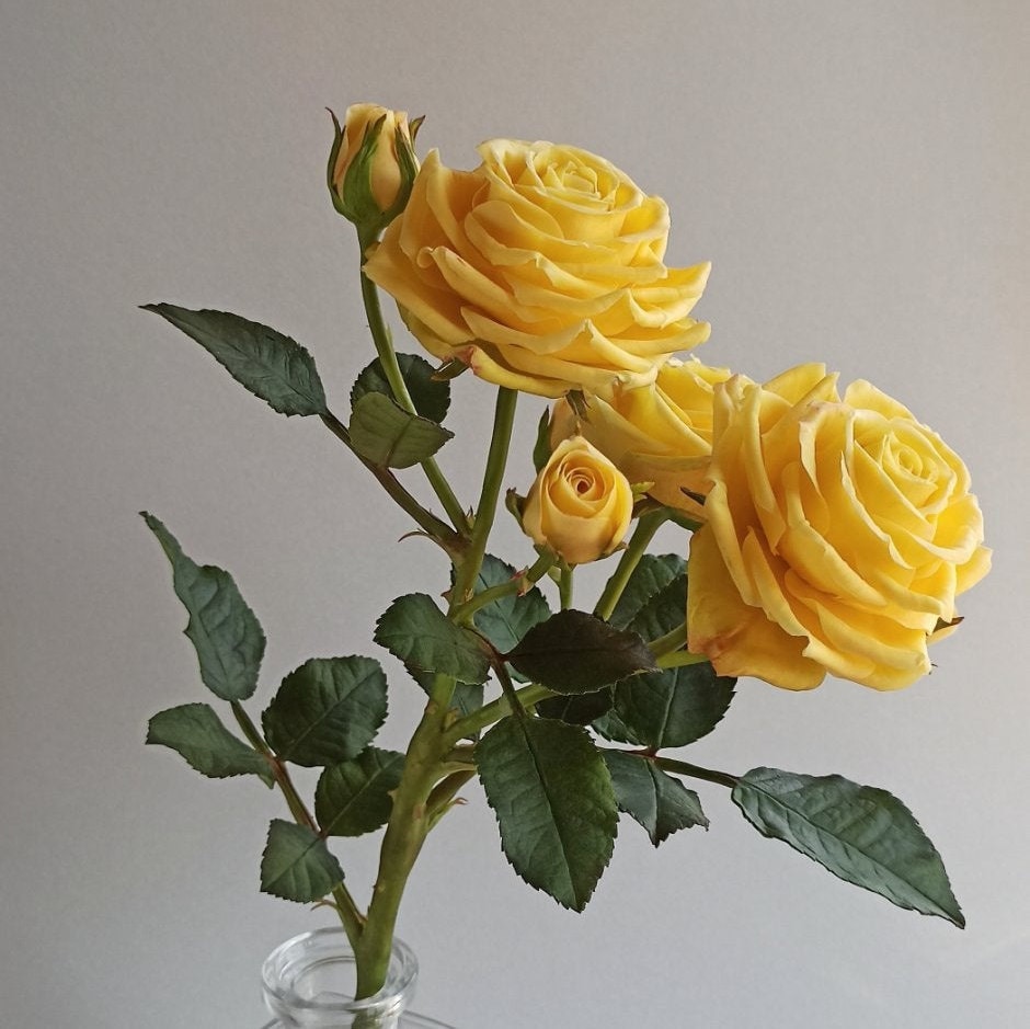Rose. Rose Branch. Yellow Rose. Rose Made of Polymer Clay. Handmade ...