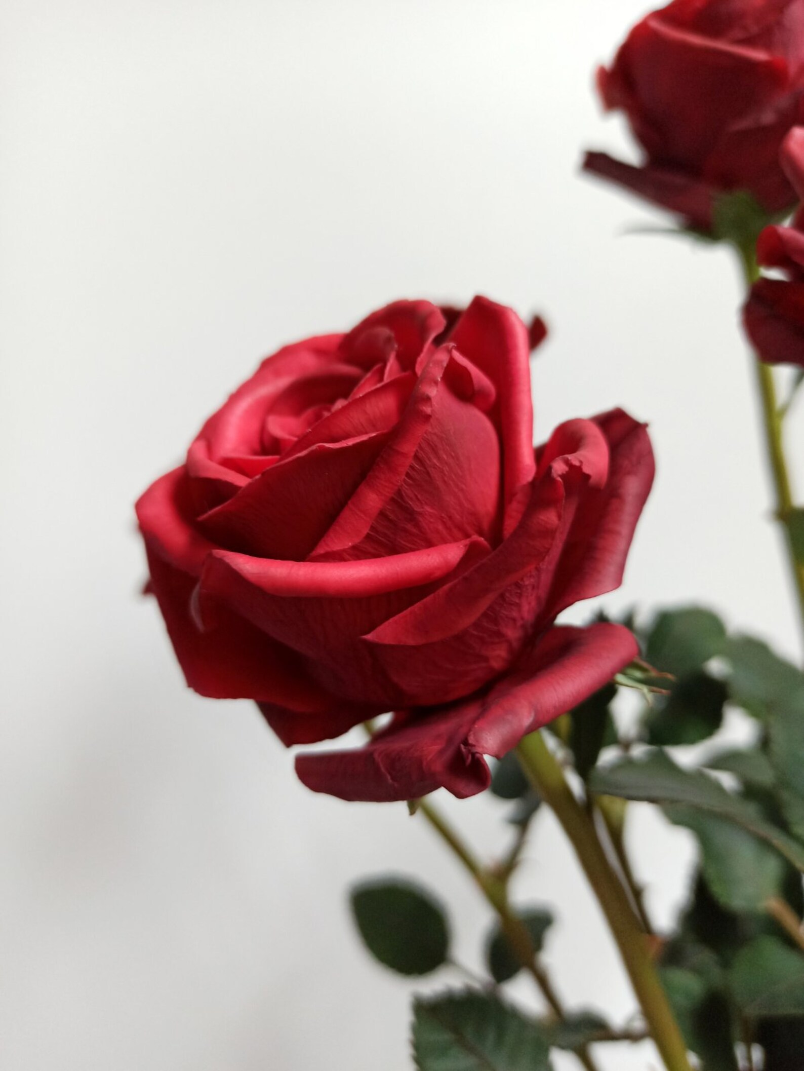 Roses. Red Polymer Clay Roses for Home Decor. Red Bouquet of - Etsy