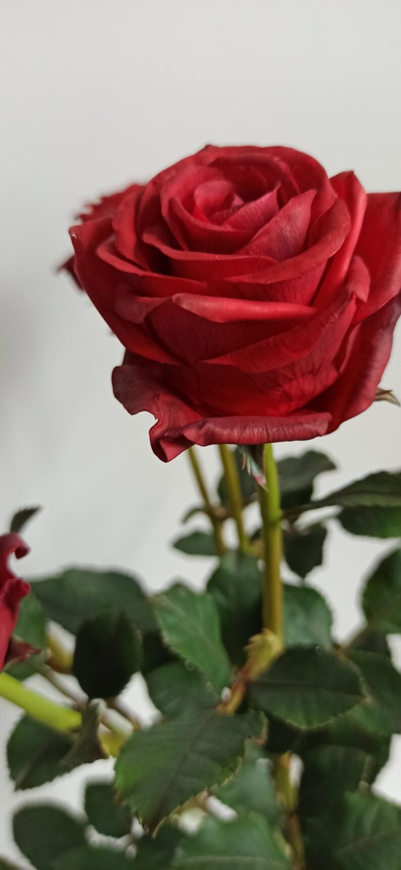 Roses. Red Polymer Clay Roses for Home Decor. Red Bouquet of - Etsy