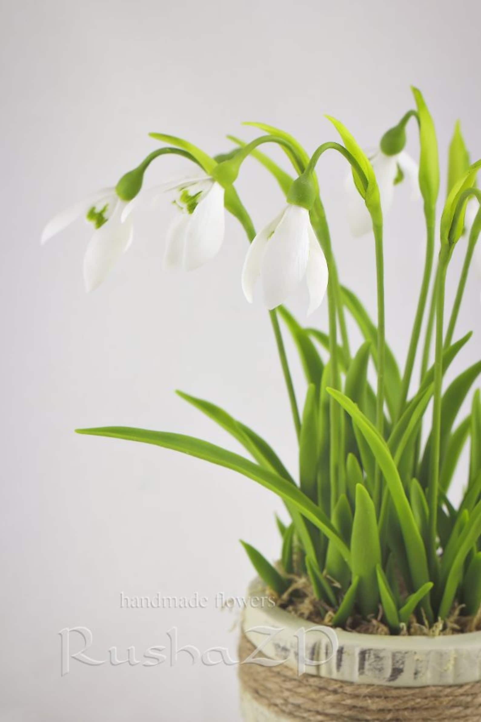 Snowdrop. Bouquet of snowdrops. Spring flowers. Real touch | Etsy