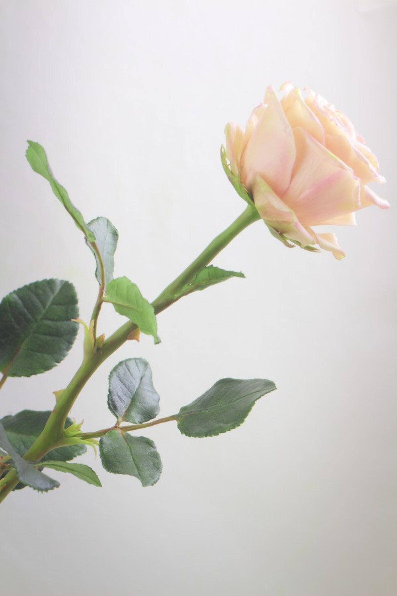 Cold Porcelain Roses. Bouquet of Roses. Rose Bush. Home Decor. - Etsy