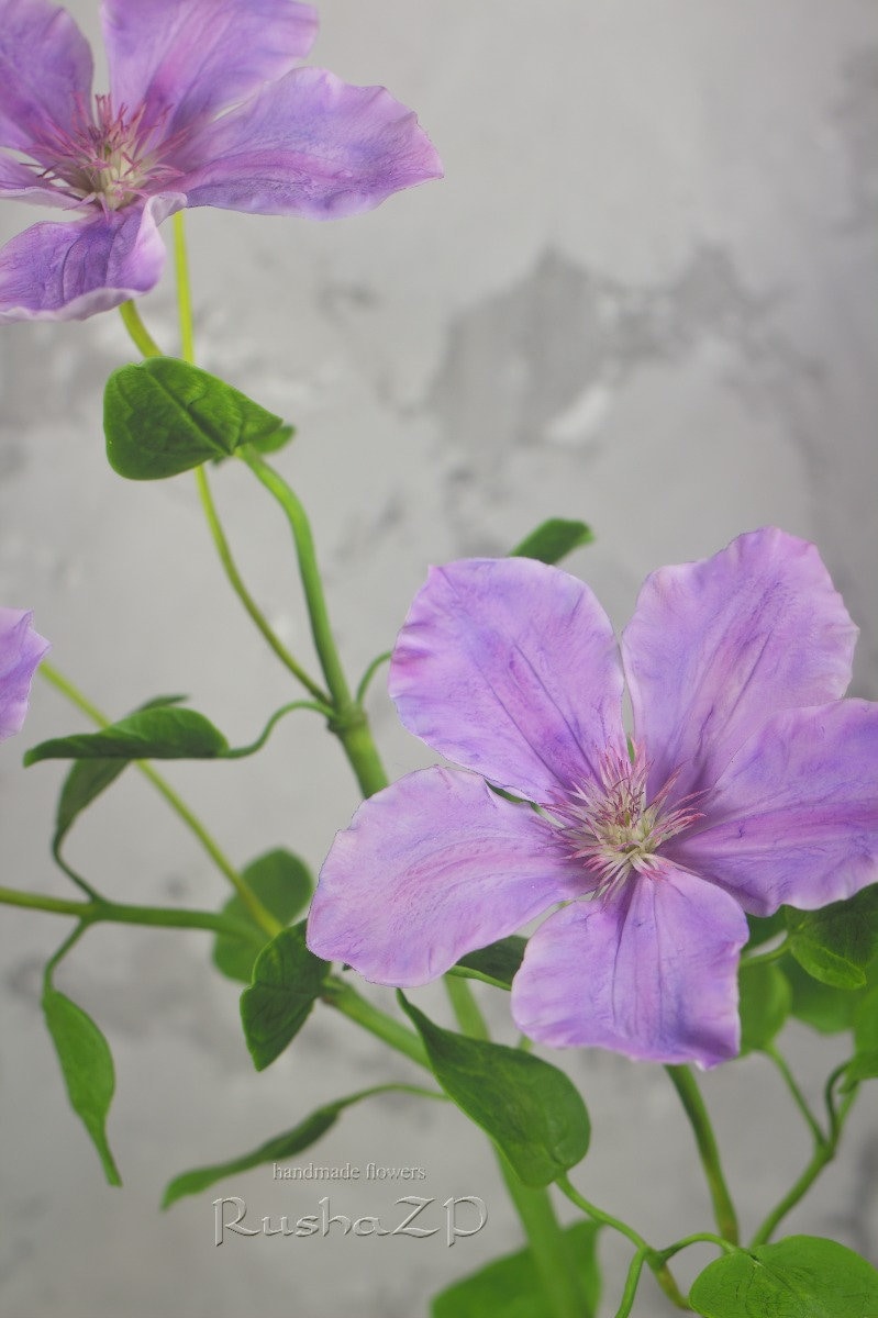 Clematis. Clematis Flowers. Branch of Clematis. Clay Flowers. Flower ...