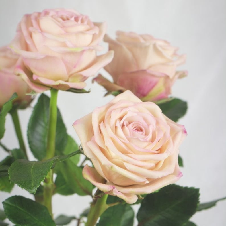 Cold Porcelain Roses. Bouquet of Roses. Rose Bush. Home Decor. - Etsy