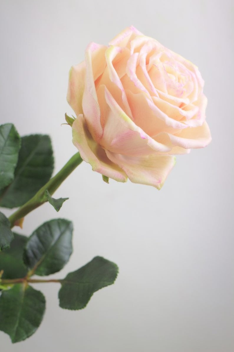 Cold Porcelain Roses. Bouquet of Roses. Rose Bush. Home Decor. - Etsy