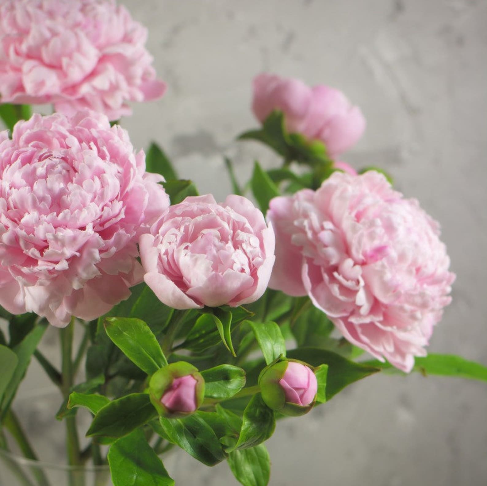 Bouquet of Peonies. Pink Peony From Cold Porcelain. Clay Peony. Gift ...