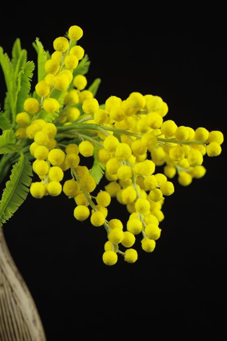 Mimosa. Spring Yellow Mimosa. Mimosa Flower. Spring Bouquet. - Etsy