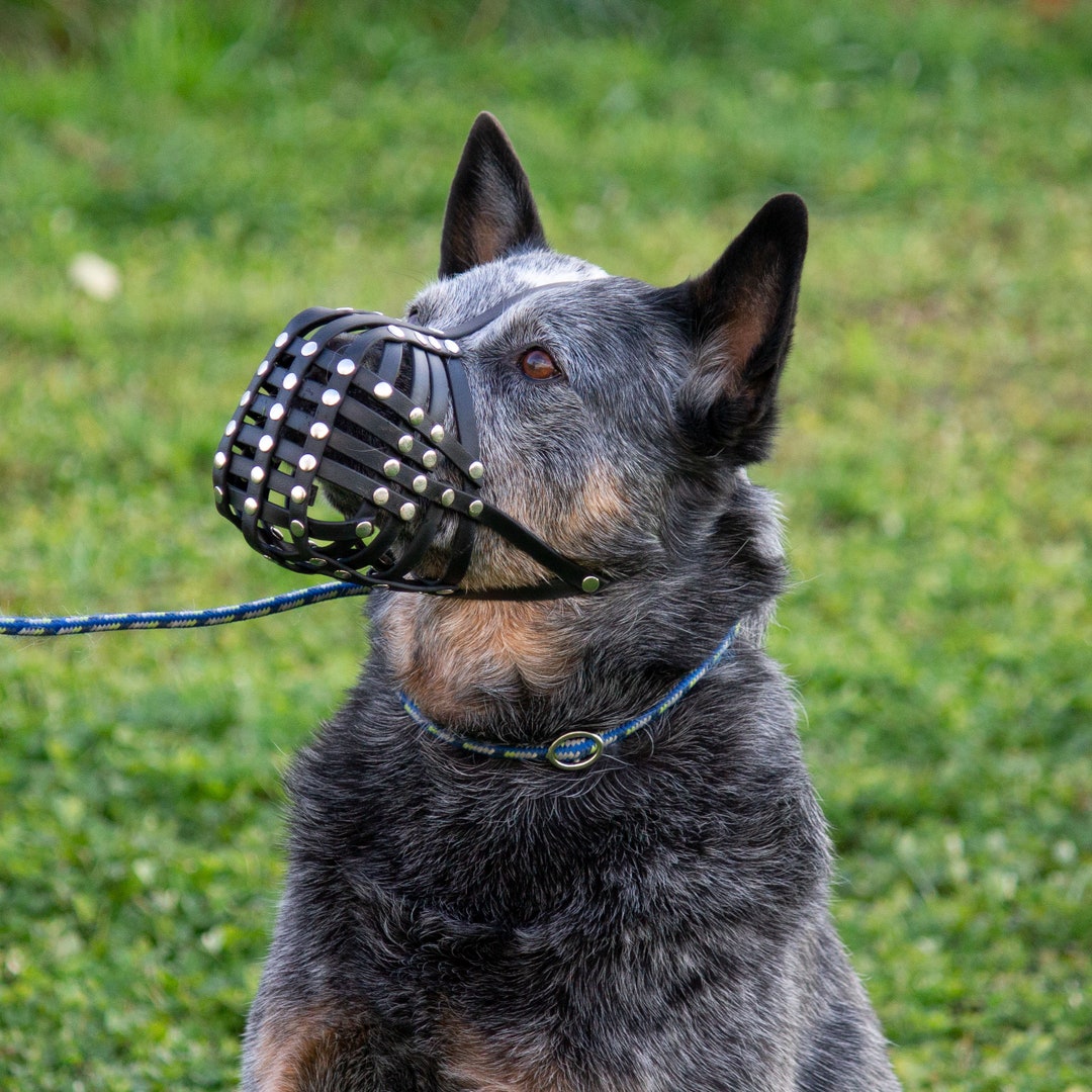 Muzzle Australian Cattle Dog - Etsy