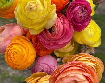 Bianco 200b Elegance Ranunculus Corm Bulb - Etsy