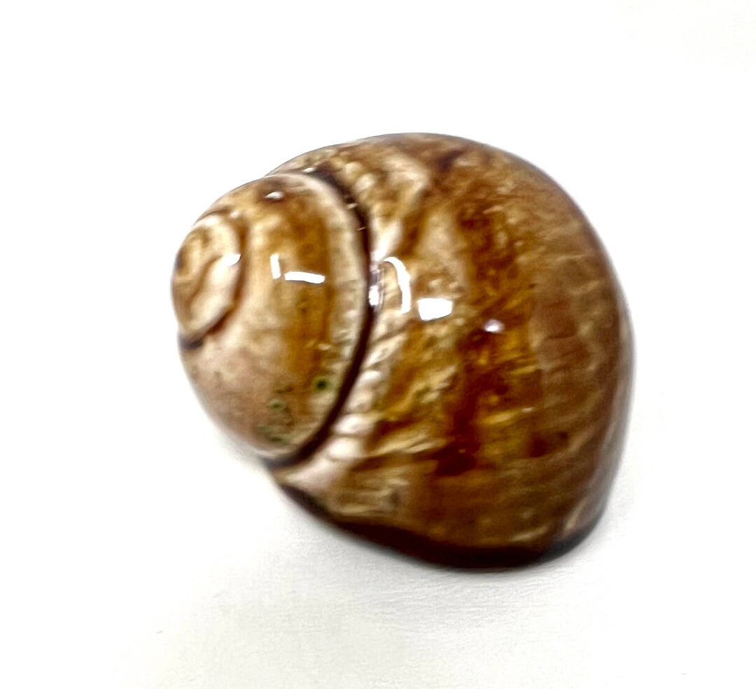 Mic Century Pottery Shell - Etsy