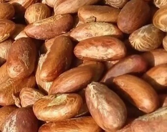 Fresh Organic Authentic Bitter Kola From Nigeria GARCINIA KOLA Orogbo ...