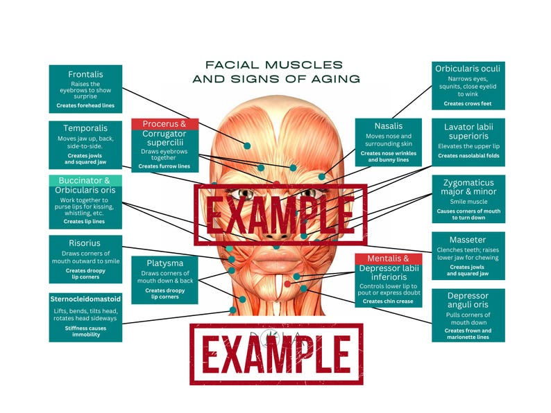 Facial Muscles and Signs of Aging Chart Esthetician Wall Art Skincare ...