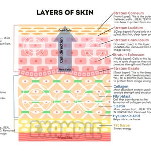Layers of Skin Chart Epidermis and Dermis Esthetician Wall Art Skin ...