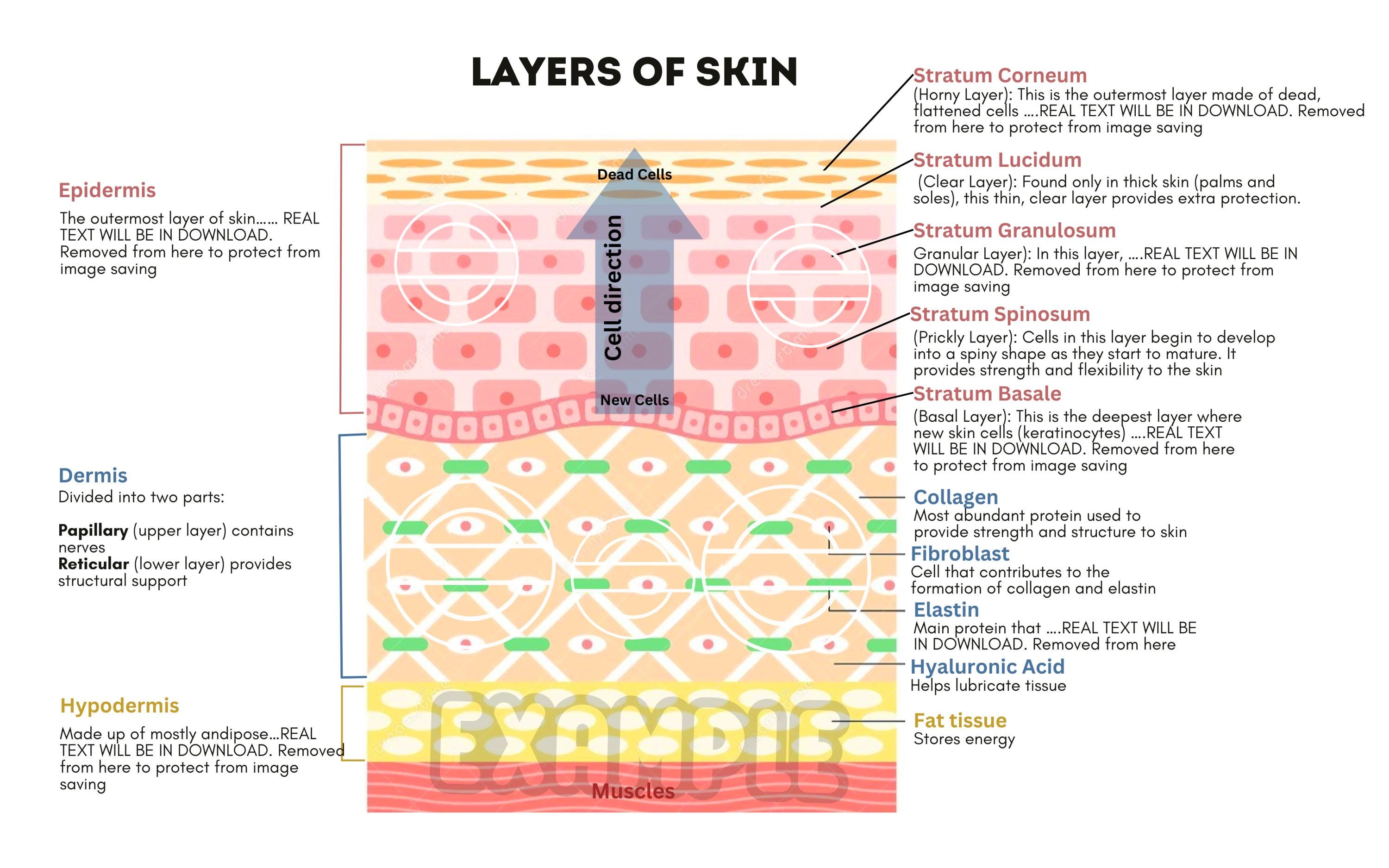 Layers of Skin Chart Epidermis and Dermis Esthetician Wall Art Skin ...