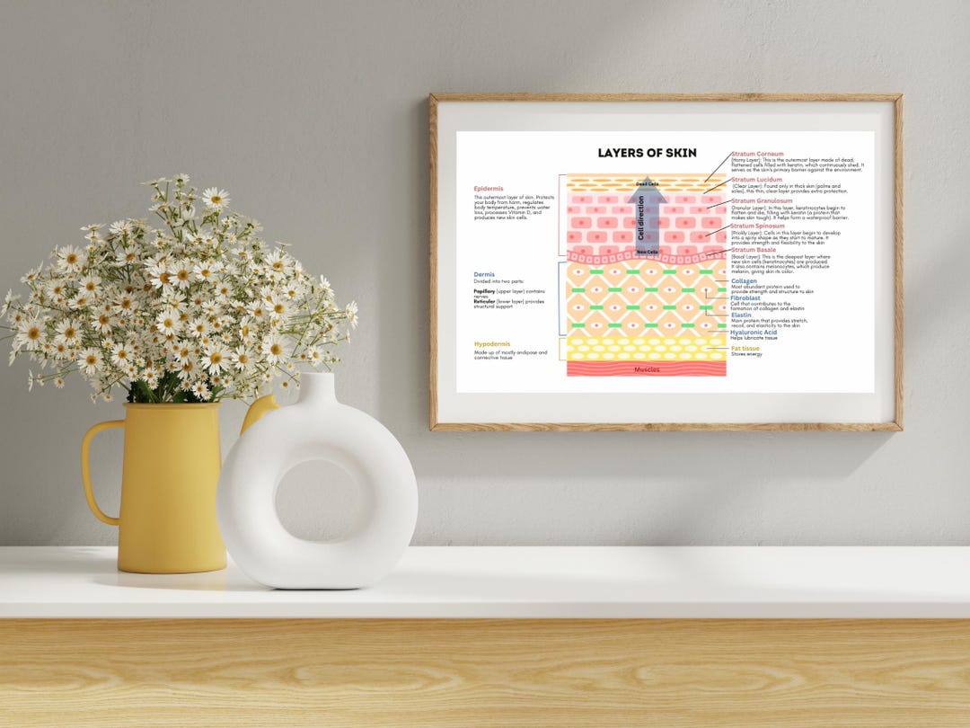 Layers of Skin Chart Epidermis and Dermis Esthetician Wall Art Skin ...