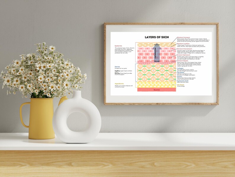 Layers of Skin Chart Epidermis and Dermis Esthetician Wall Art Skin ...