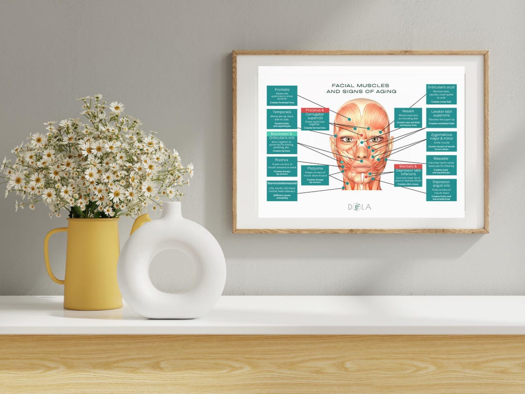 Facial Muscles and Signs of Aging Chart Esthetician Wall Art Skincare ...