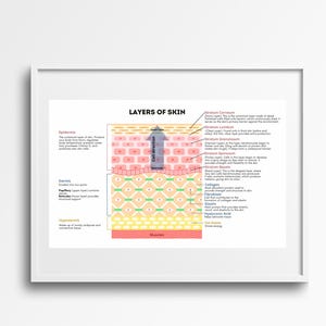 Layers of Skin Chart Epidermis and Dermis Esthetician Wall Art Skin ...