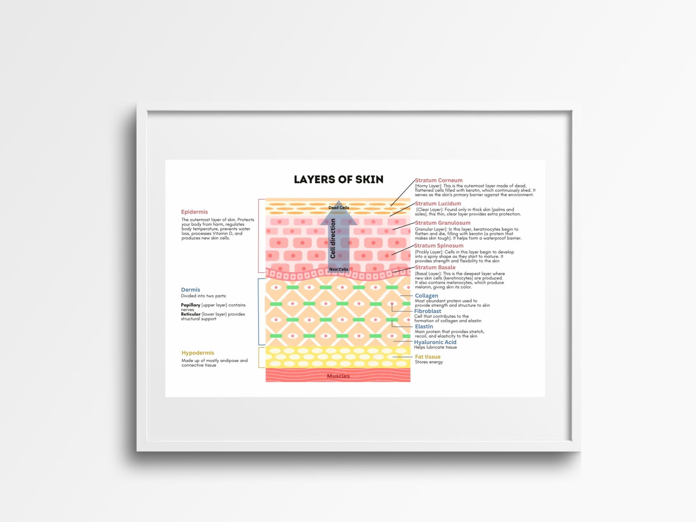 Layers of Skin Chart Epidermis and Dermis Esthetician Wall Art Skin ...