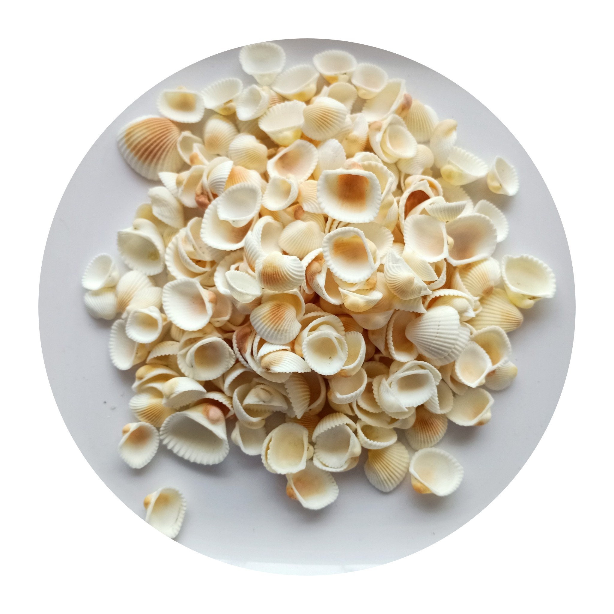 Sea Shells Natural Sea Shells sea shells for jewelry loose | Etsy