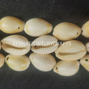 Cowrie Shells - Sliced Puka Shells, Cowrie Shells, White Yellow Kodi ...