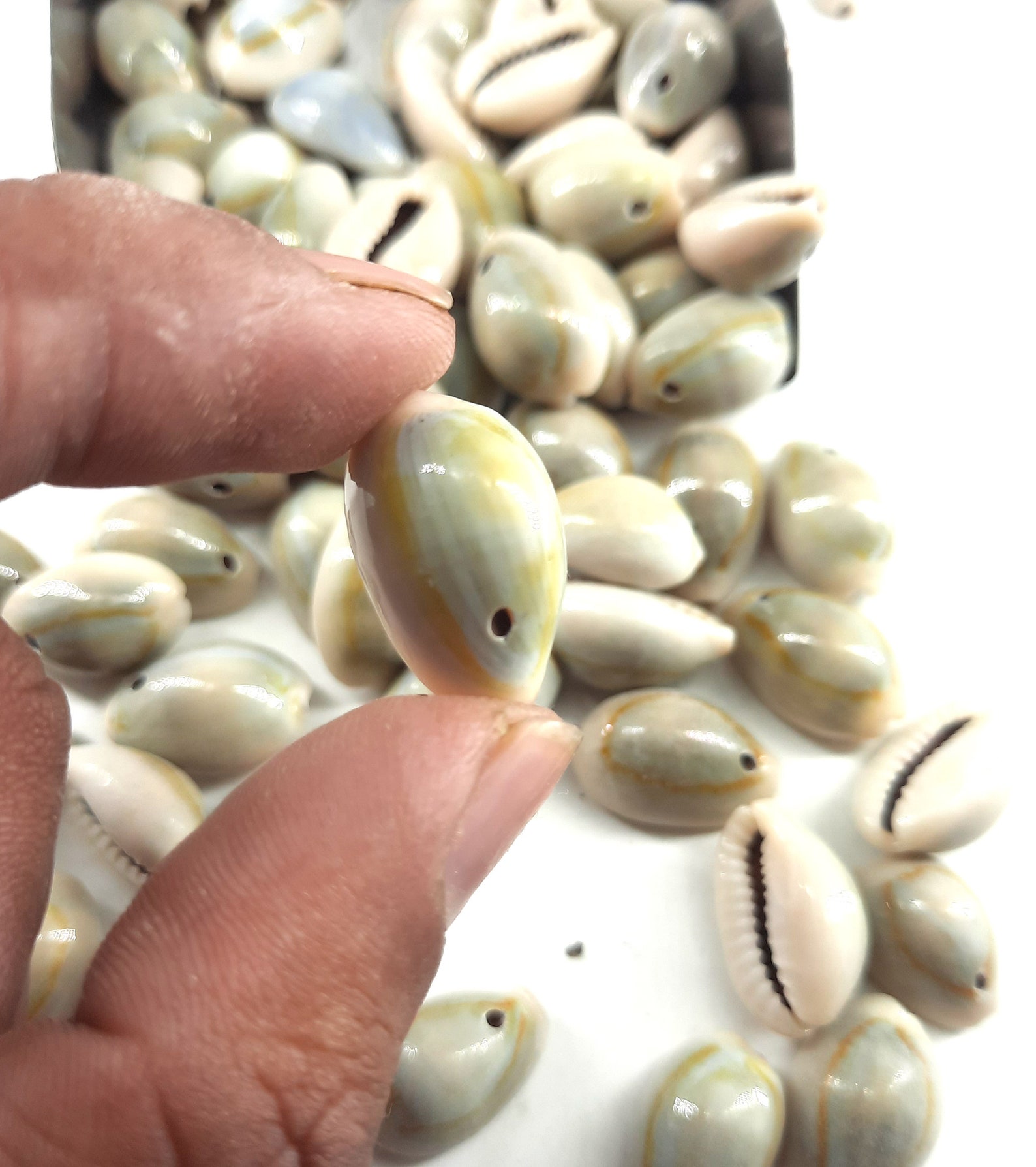 Natural Smooth Kodi White Kaudi Sea Shell Kawri Hippie Bohemian Kodi ...