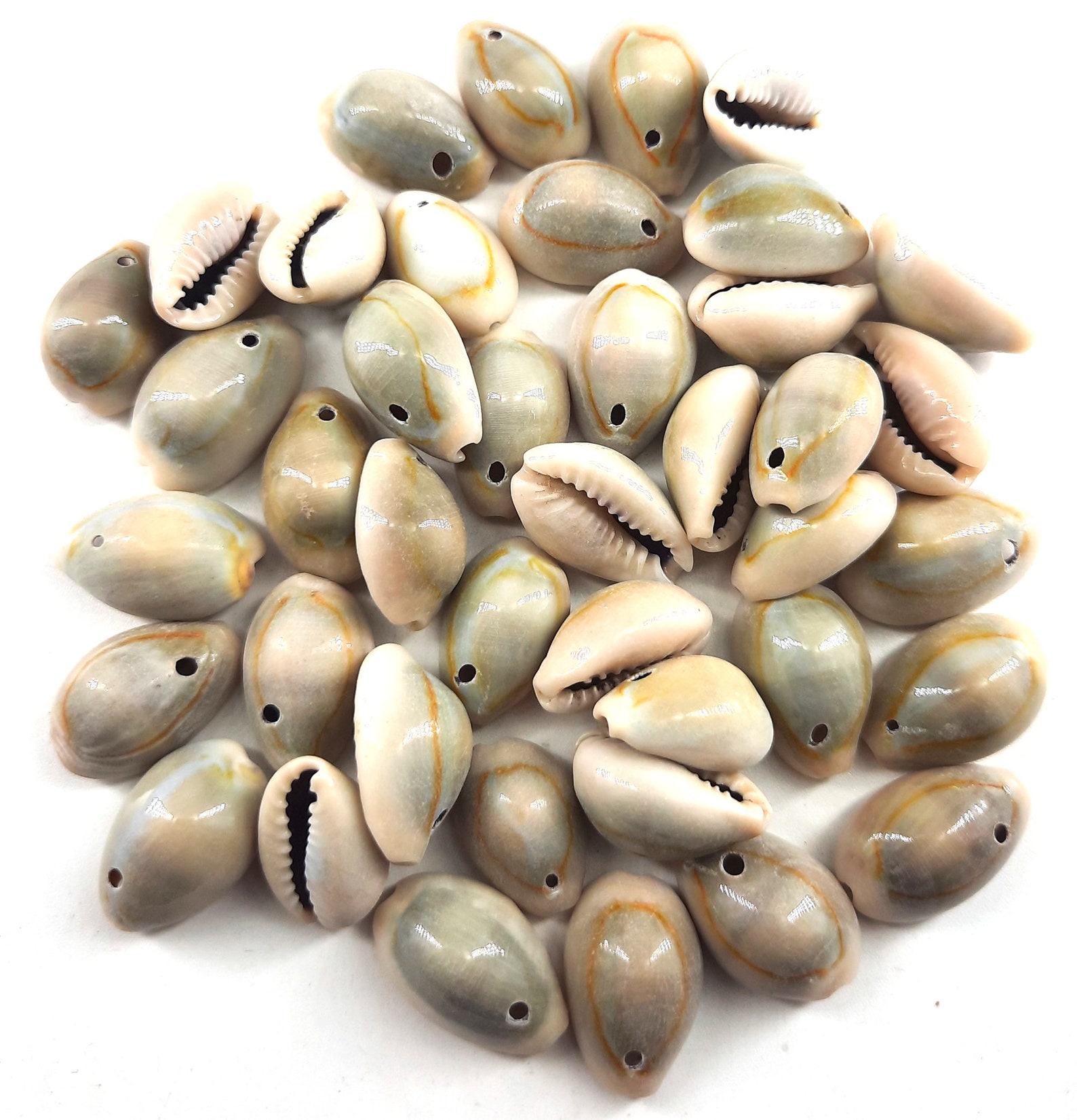 Natural Smooth Kodi White Kaudi Sea Shell Kawri Hippie Bohemian Kodi ...