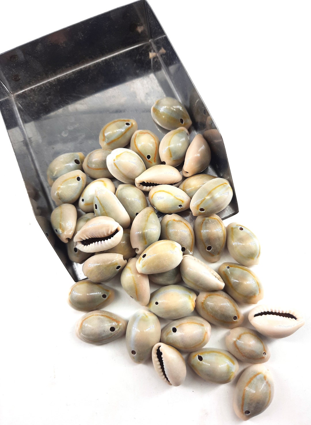 Natural Smooth Kodi White Kaudi Sea Shell Kawri Hippie Bohemian Kodi ...