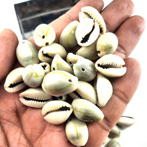 Natural Smooth Kodi White Kaudi Sea Shell Kawri Hippie Bohemian Kodi ...