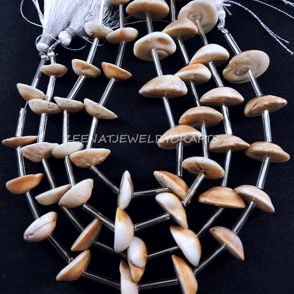 Operculum Shell - Etsy