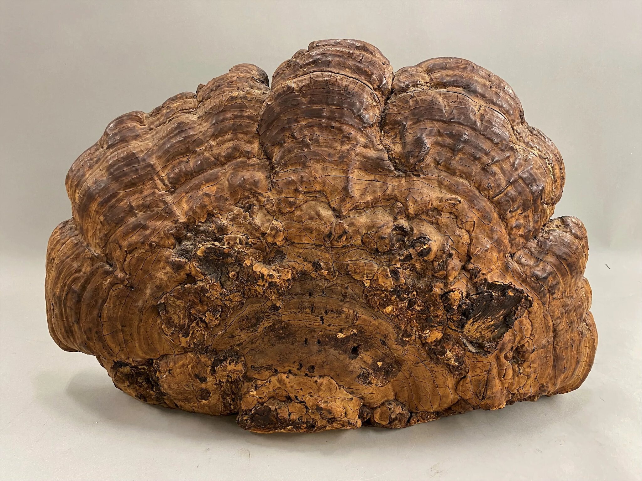 19th / 20th C Folk Art****sold**** Painted Artist’s Conk Mushroom Shelf ...