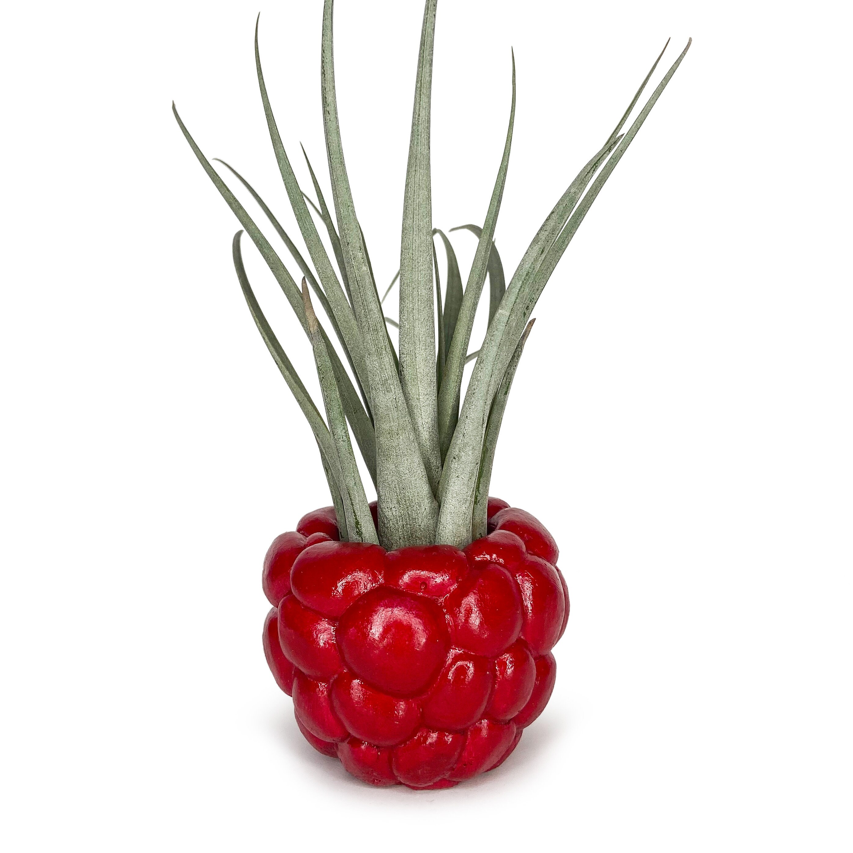 Lil' Raspberry Pot Air Planter - Etsy