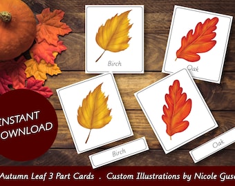 Fall Leaves Identification Montessori 3 Part Cards Preschool Flash ...