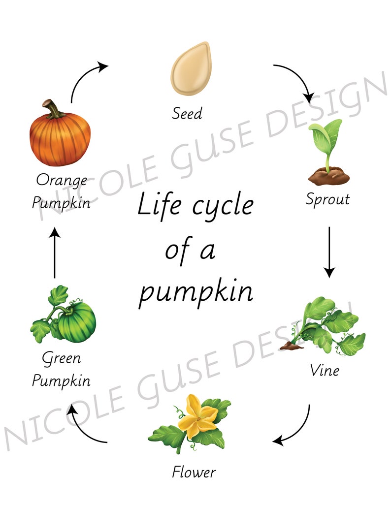 Pumpkin Life Cycle Preschool Bundle Pumpkin 3 Part Cards - Etsy