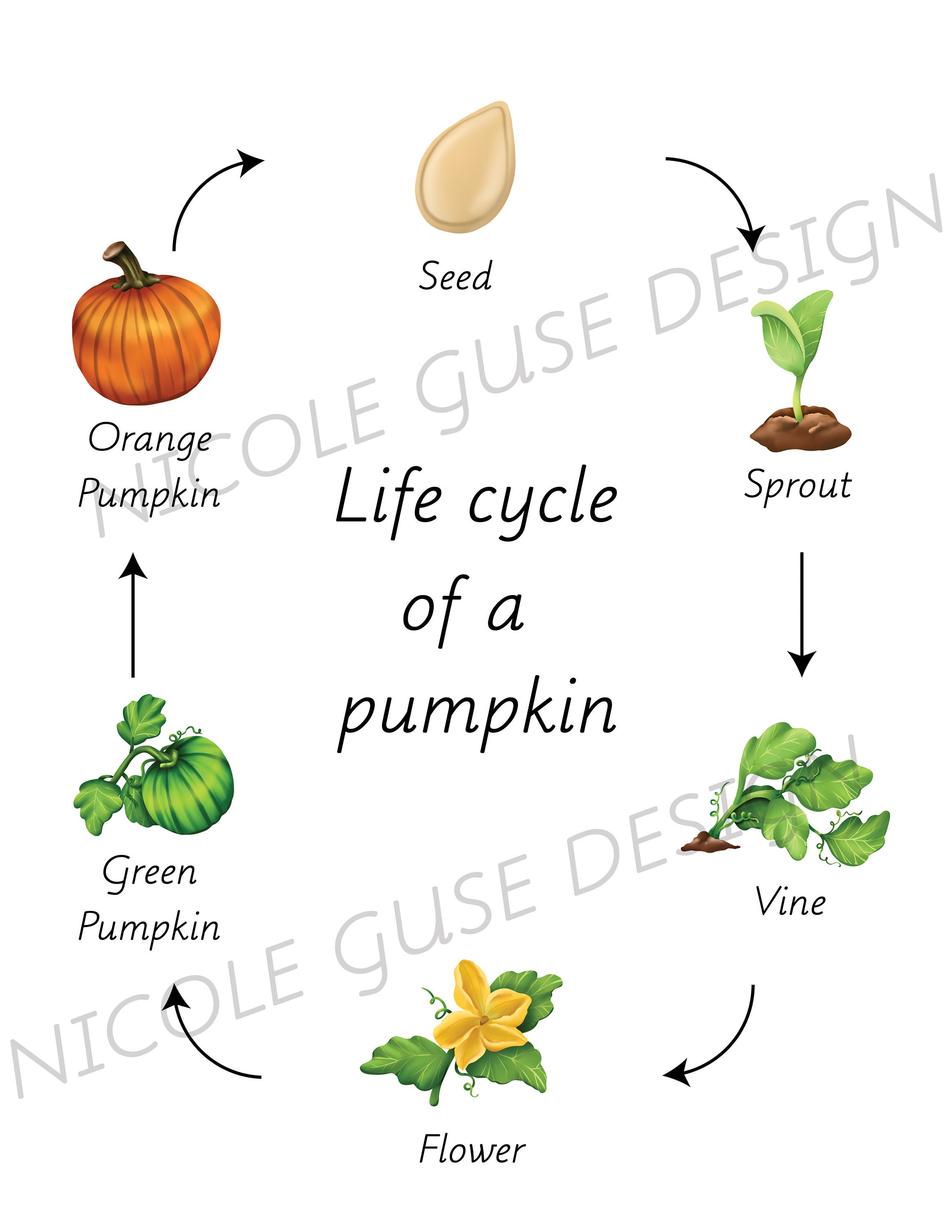 Pumpkin Life Cycle Preschool Bundle Pumpkin 3 Part Cards - Etsy