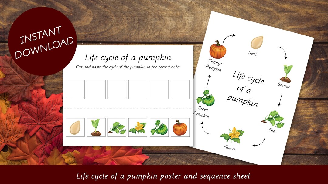 Pumpkin Life Cycle Preschool Bundle Pumpkin 3 Part Cards - Etsy