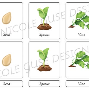 Pumpkin Life Cycle Preschool Bundle Pumpkin 3 Part Cards - Etsy