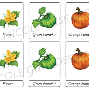 Pumpkin Life Cycle Preschool Bundle Pumpkin 3 Part Cards - Etsy
