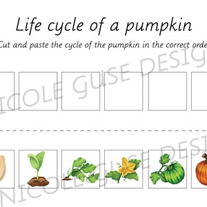 Pumpkin Life Cycle Preschool Bundle Pumpkin 3 Part Cards - Etsy