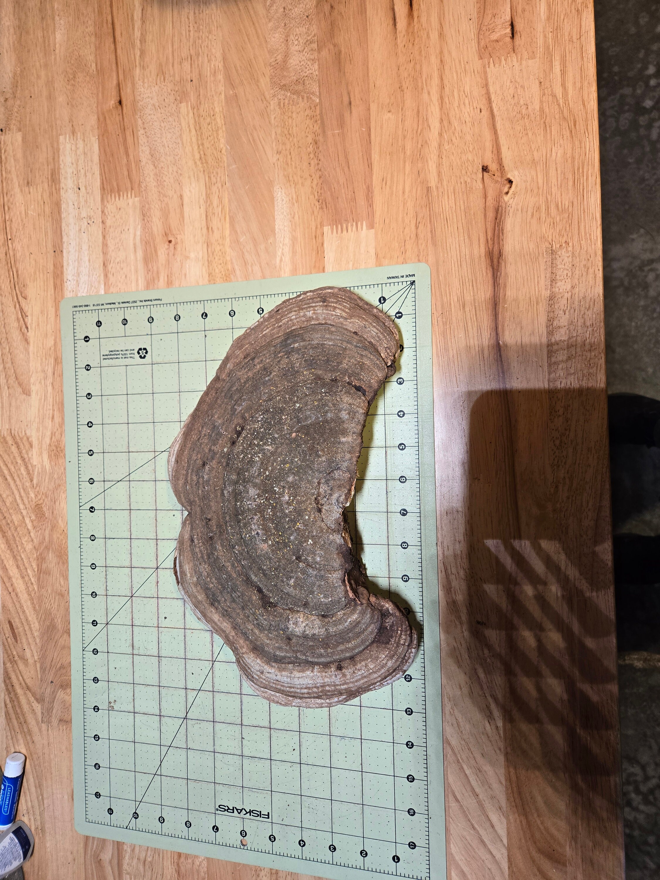 Artist Conk Shelf Mushroom Medium - Etsy