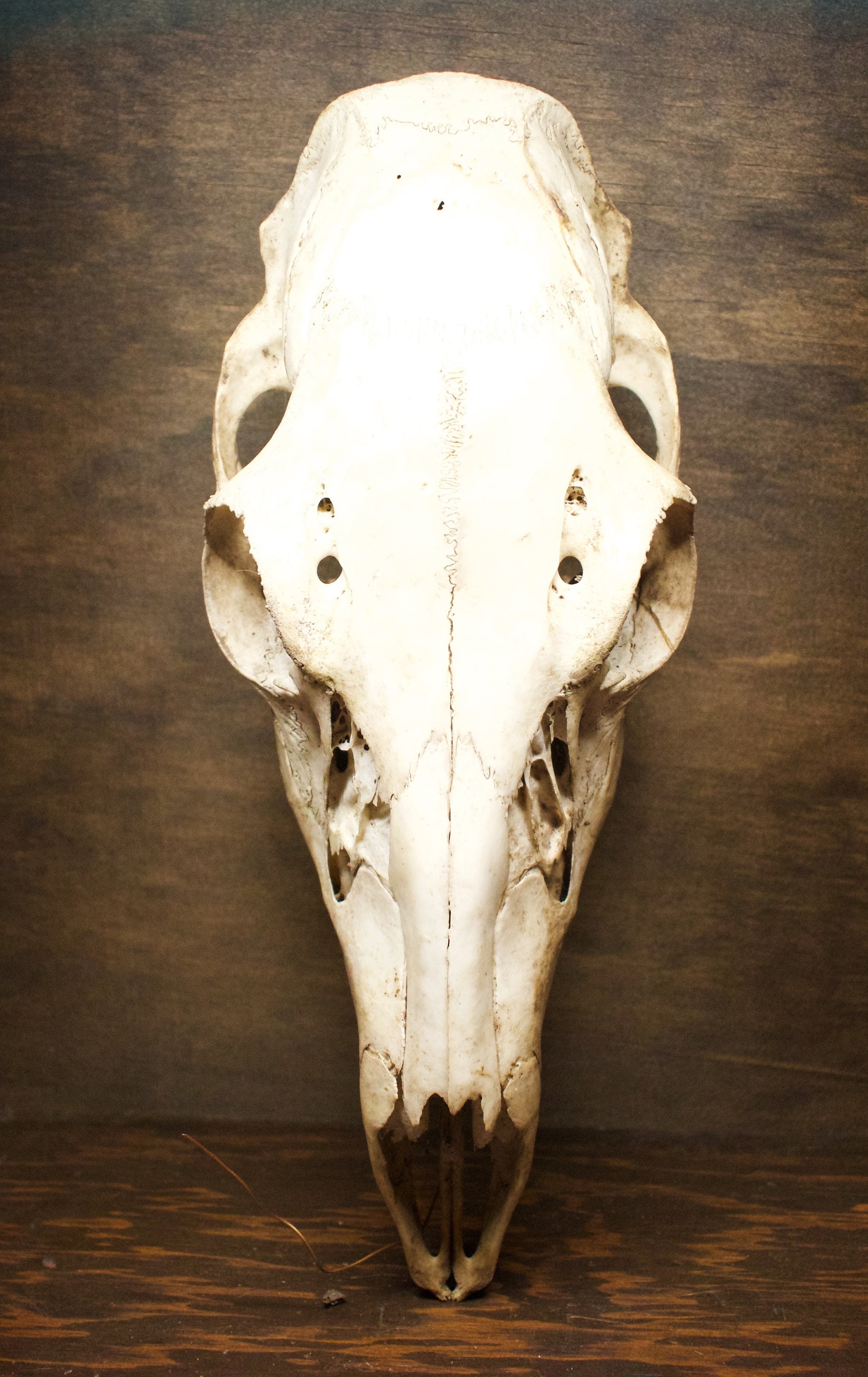Whitetail Deer Skull for sale | Only 4 left at -60%