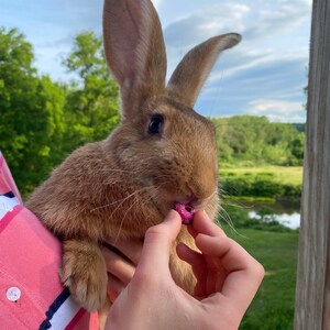 24 donut Rabbit Treats With Organic Fruit & Veggie - Etsy