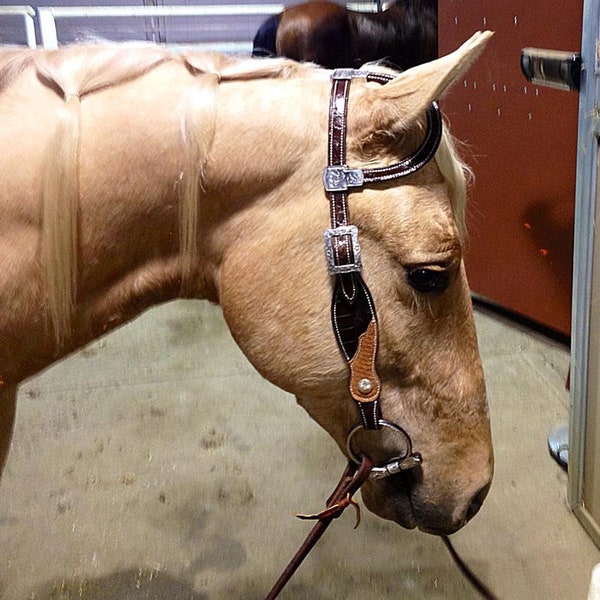 One Ear Bridle - Etsy