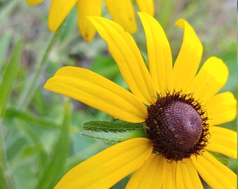 35 HEIRLOOM Black-eyed Susan Susie Mix Vine Flower Seeds - Etsy