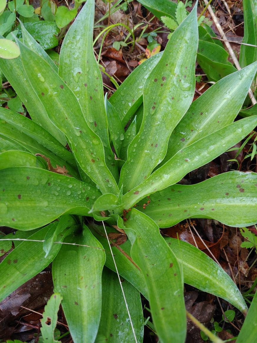 Manfreda virginica 40 semillas False Aloe Seeds Agave | Etsy