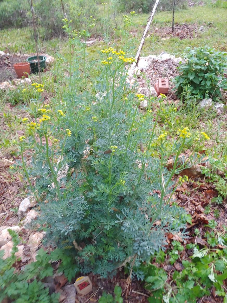 Rue 50 Seeds Ruta Graveolens Mediterranean Herb Seeds - Etsy